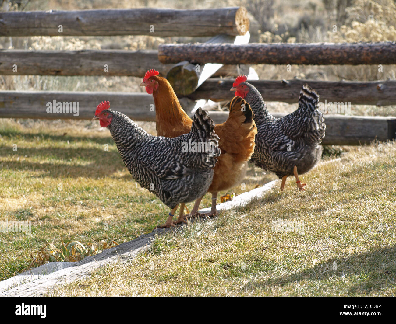 A flock of free range organic chickens Barred Plymoth Rocks and a Buff ...