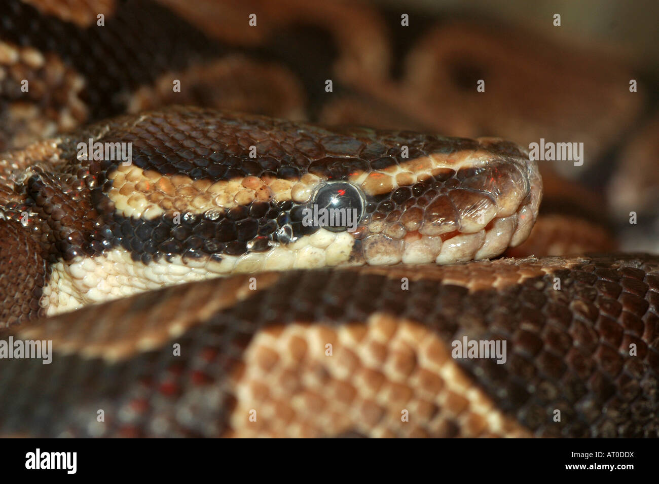 Jaculus hi-res stock photography and images - Alamy