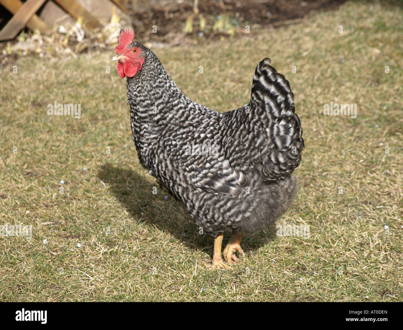 Plymoth rock chicken hi-res stock photography and images - Alamy