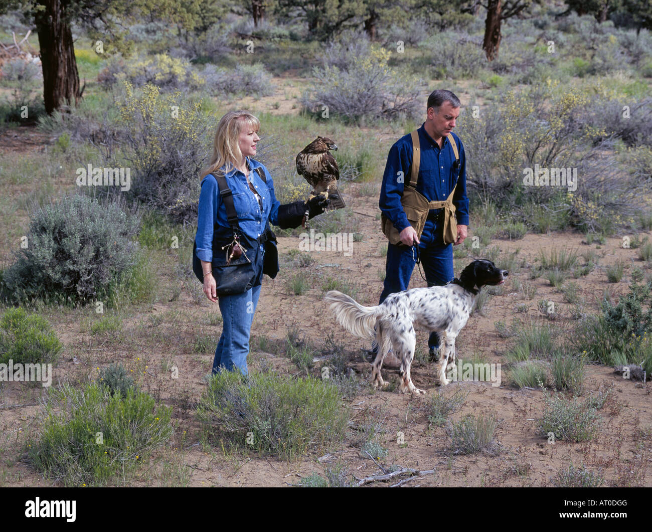 Falconry Dog High Resolution Stock Photography and Images - Alamy