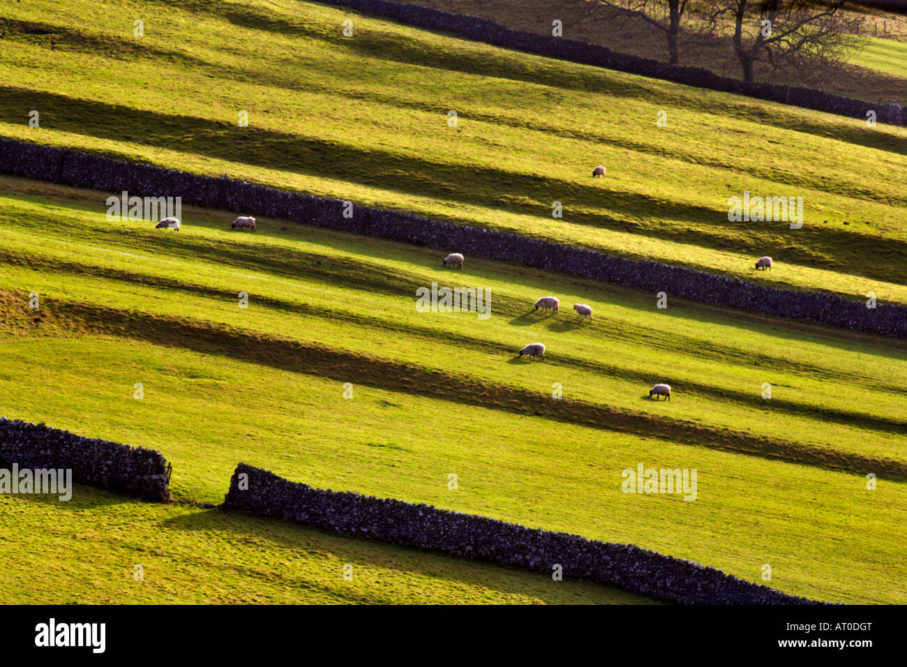 Sheep stone walls hi-res stock photography and images - Alamy