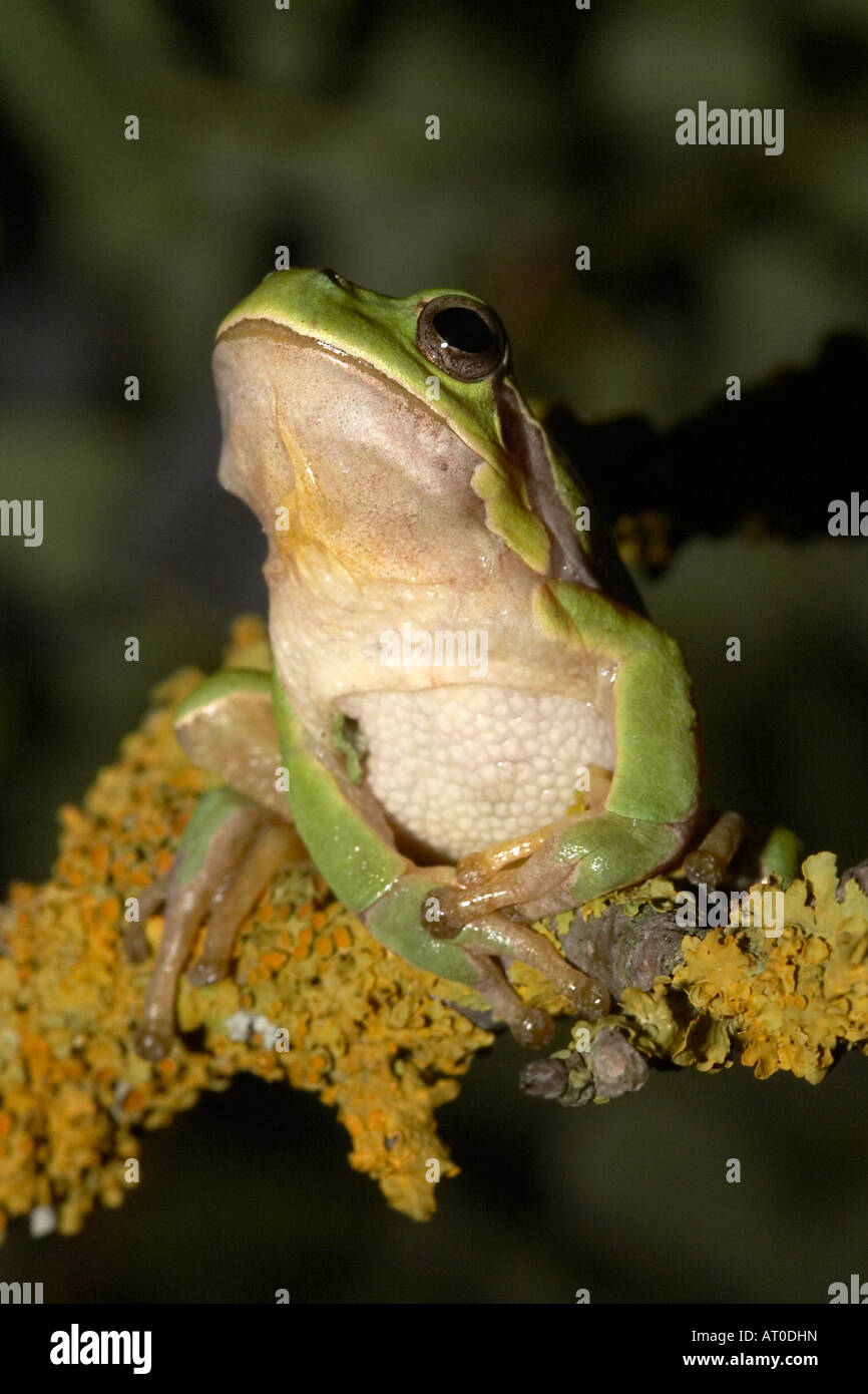 Italian Tree Frog Hyla intermedia Central Italy Stock Photo - Alamy