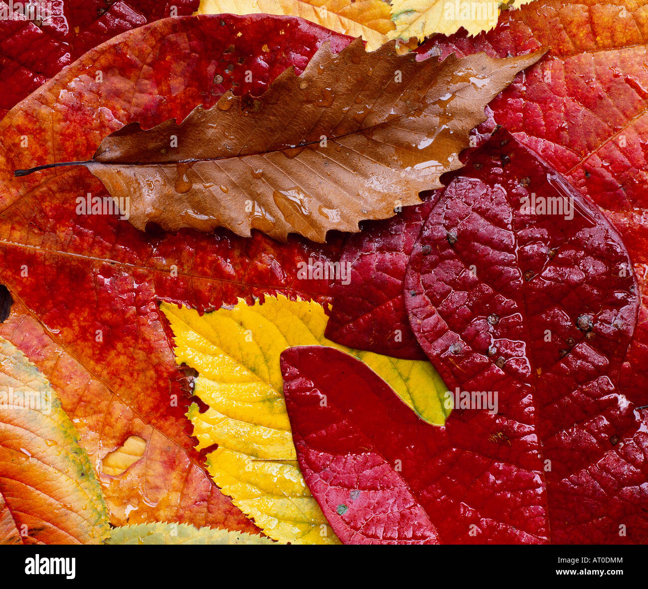 Orange fall color hi-res stock photography and images - Alamy