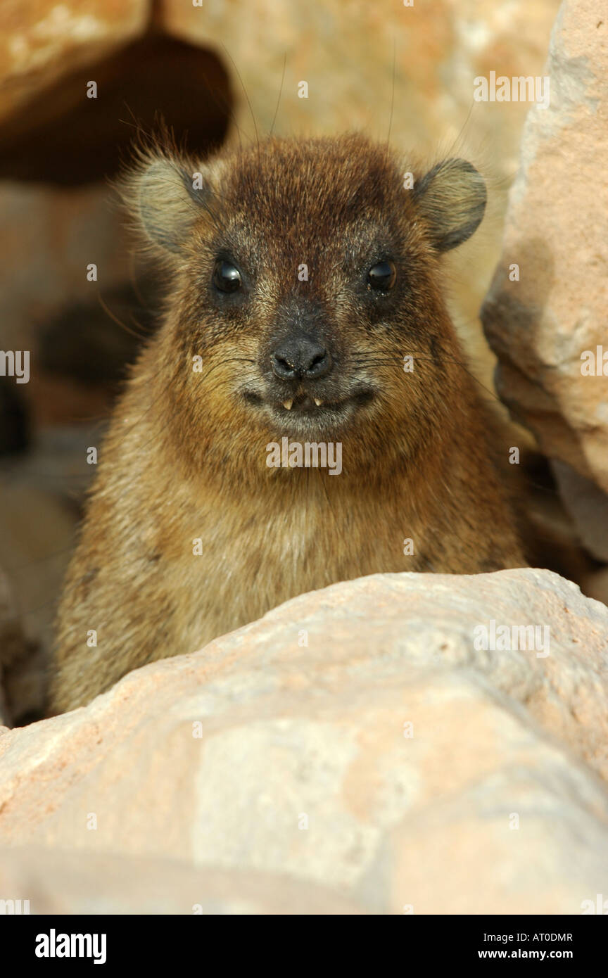 Israeli rock hyrax hi-res stock photography and images - Alamy