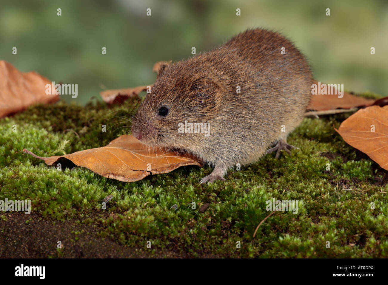 short-tailed vole Microtus agrestis on moss covered stone Potton ...