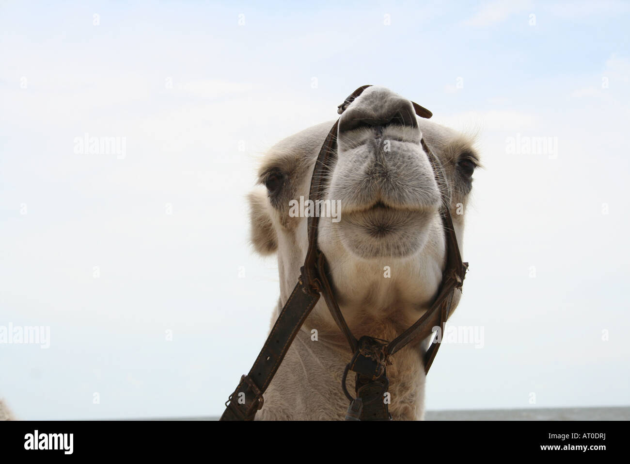 Camel ship of the desert Stock Photo - Alamy