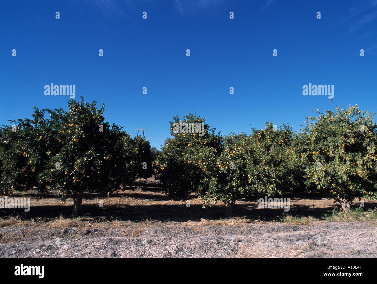 orange tree in south africa Stock Photo - Alamy