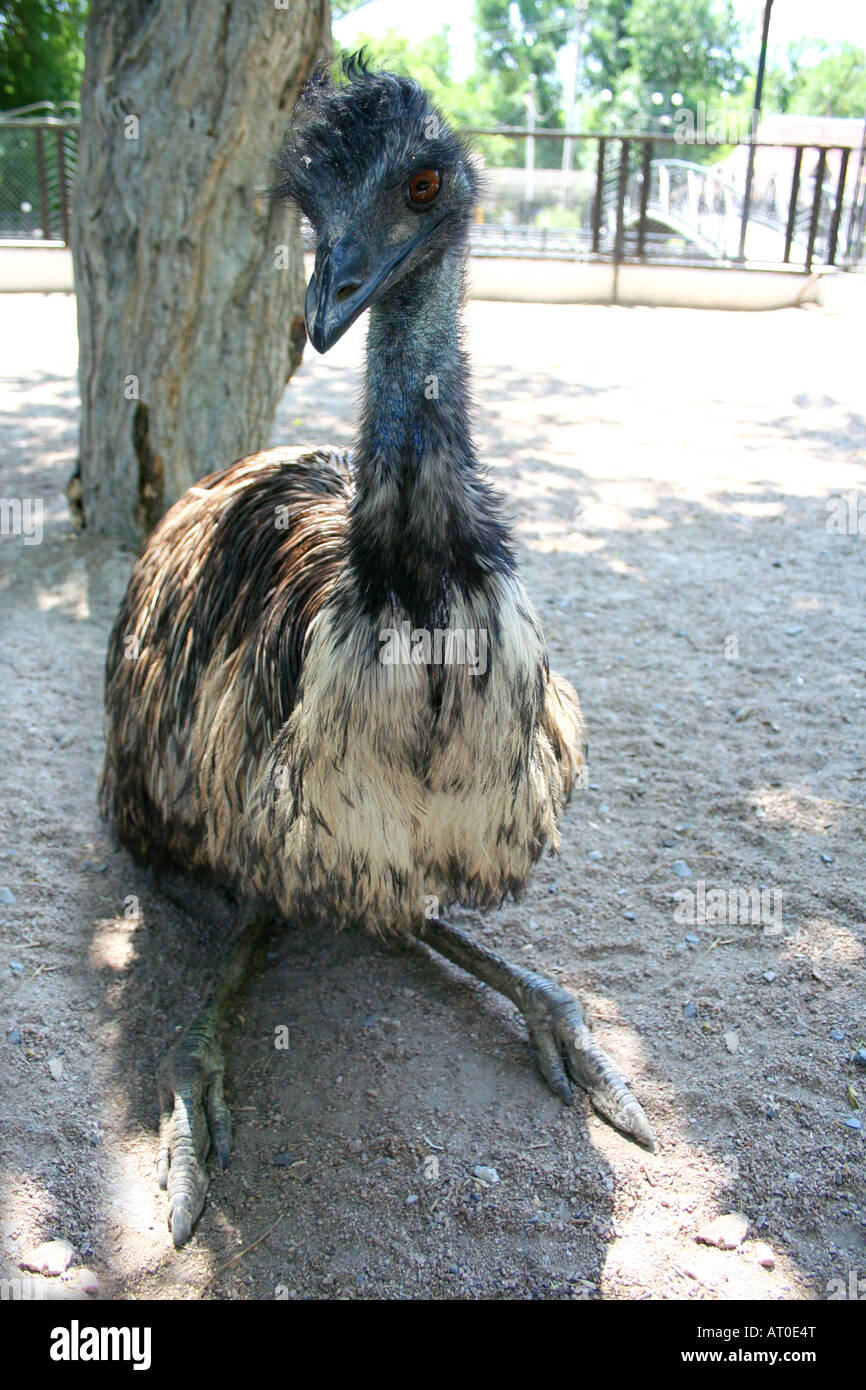 Ostrich sitting hi-res stock photography and images - Alamy