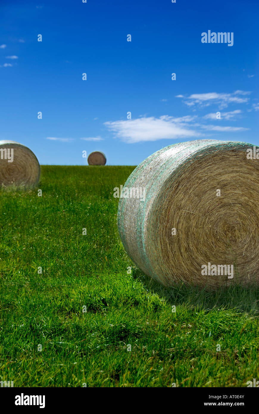 Hay Rolls in Paddock Stock Photo - Alamy