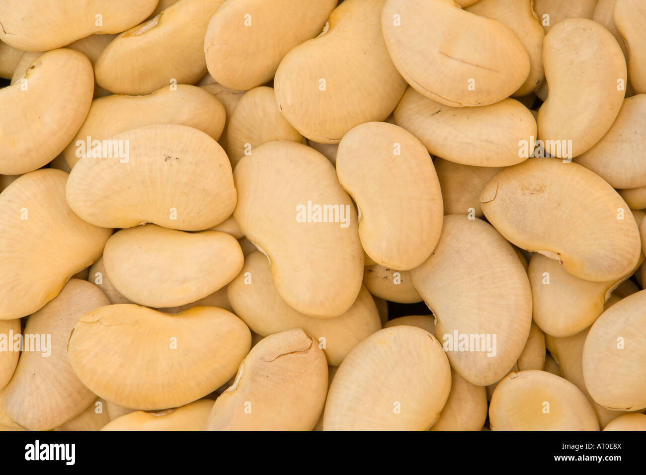 Horse bean hi-res stock photography and images - Alamy
