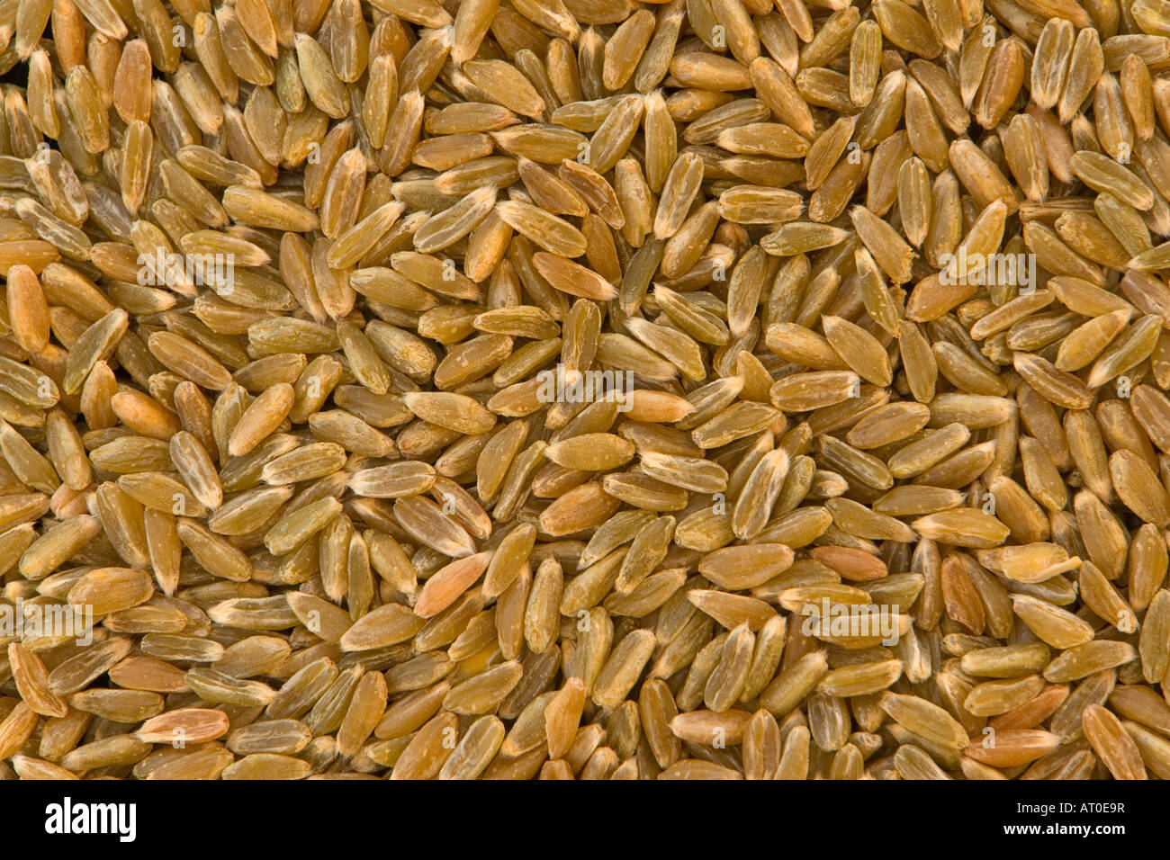 unripe spelt grain Stock Photo - Alamy
