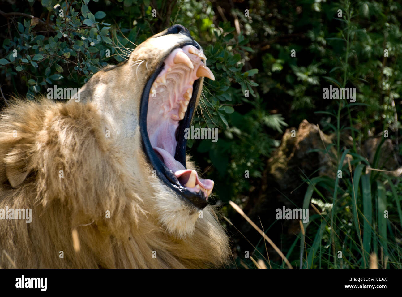 lion under tree Stock Photo - Alamy