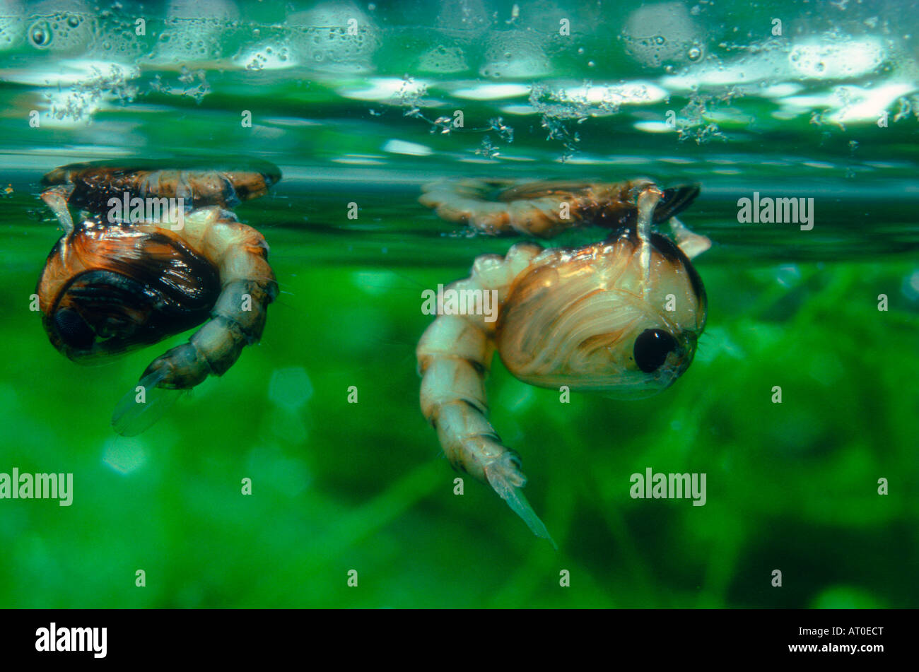 Culex pipiens pupa hi-res stock photography and images - Alamy