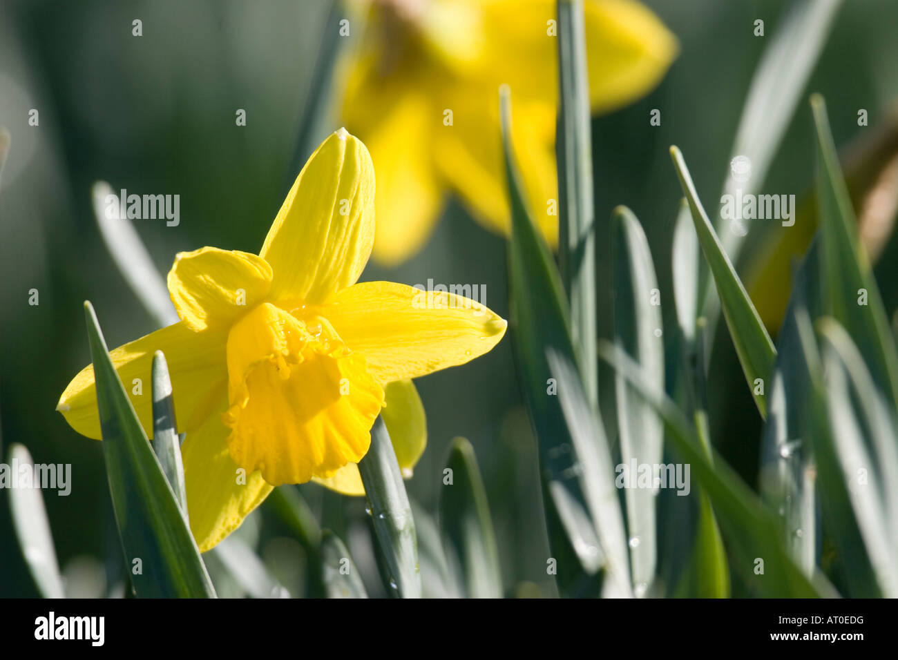 A single yellow daffodil stands proud in the sunlight Stock Photo - Alamy