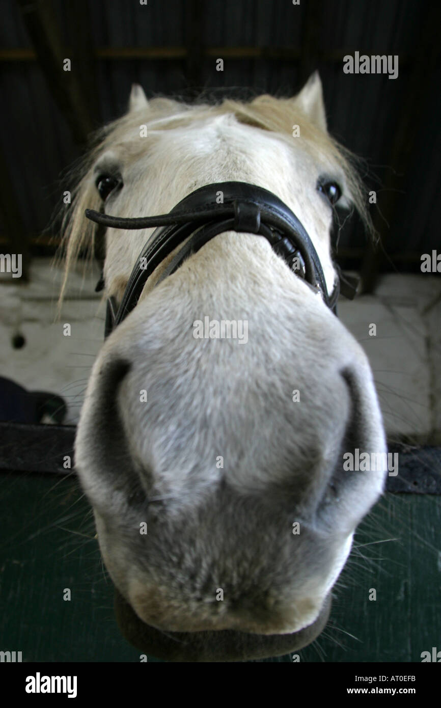 Ponys head hi-res stock photography and images - Alamy
