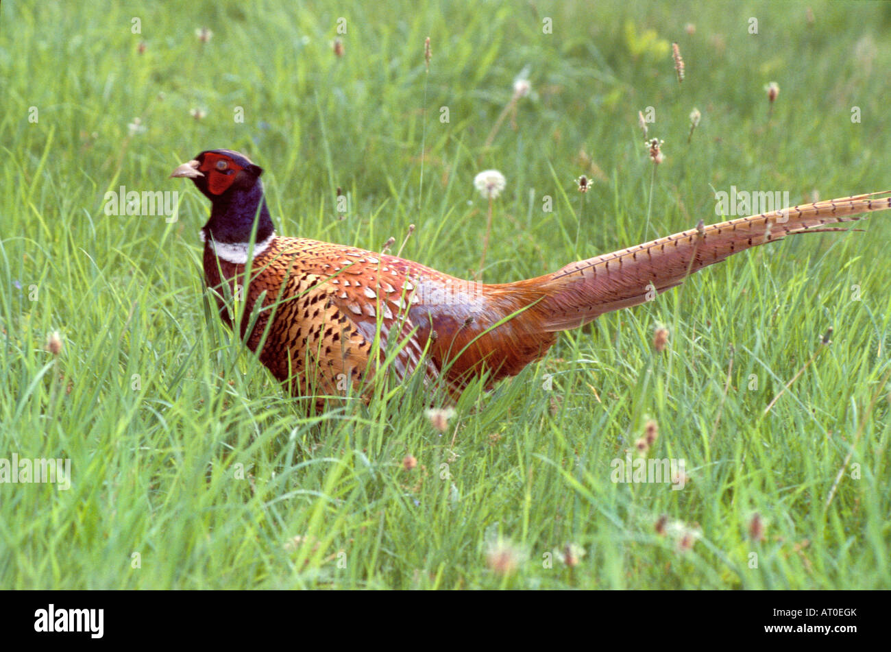 Wild english pheasant in the countryside, Staffordshire, England Stock ...