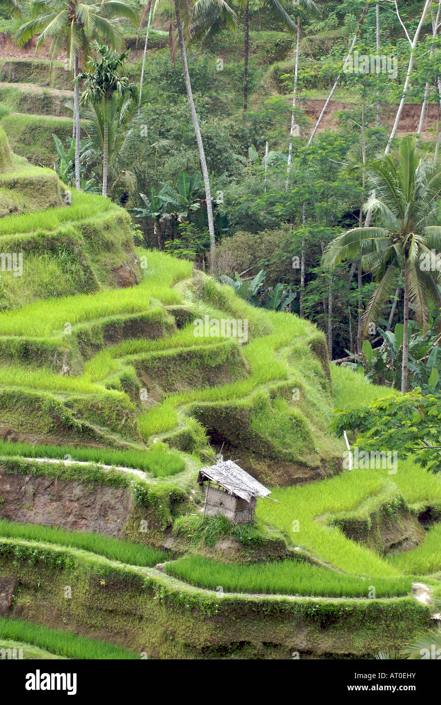 Padi terrace hi-res stock photography and images - Alamy