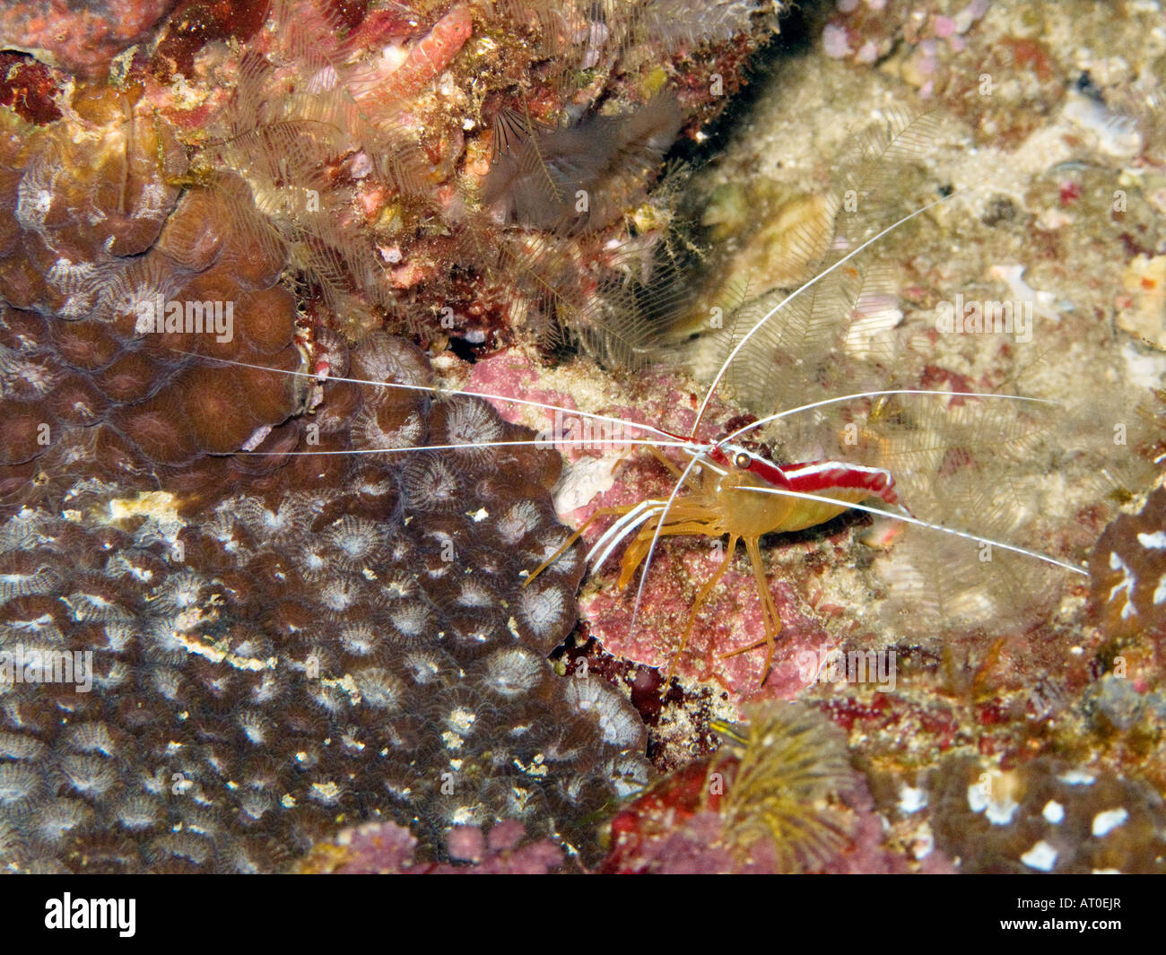 Cleaner shrimp hi-res stock photography and images - Alamy