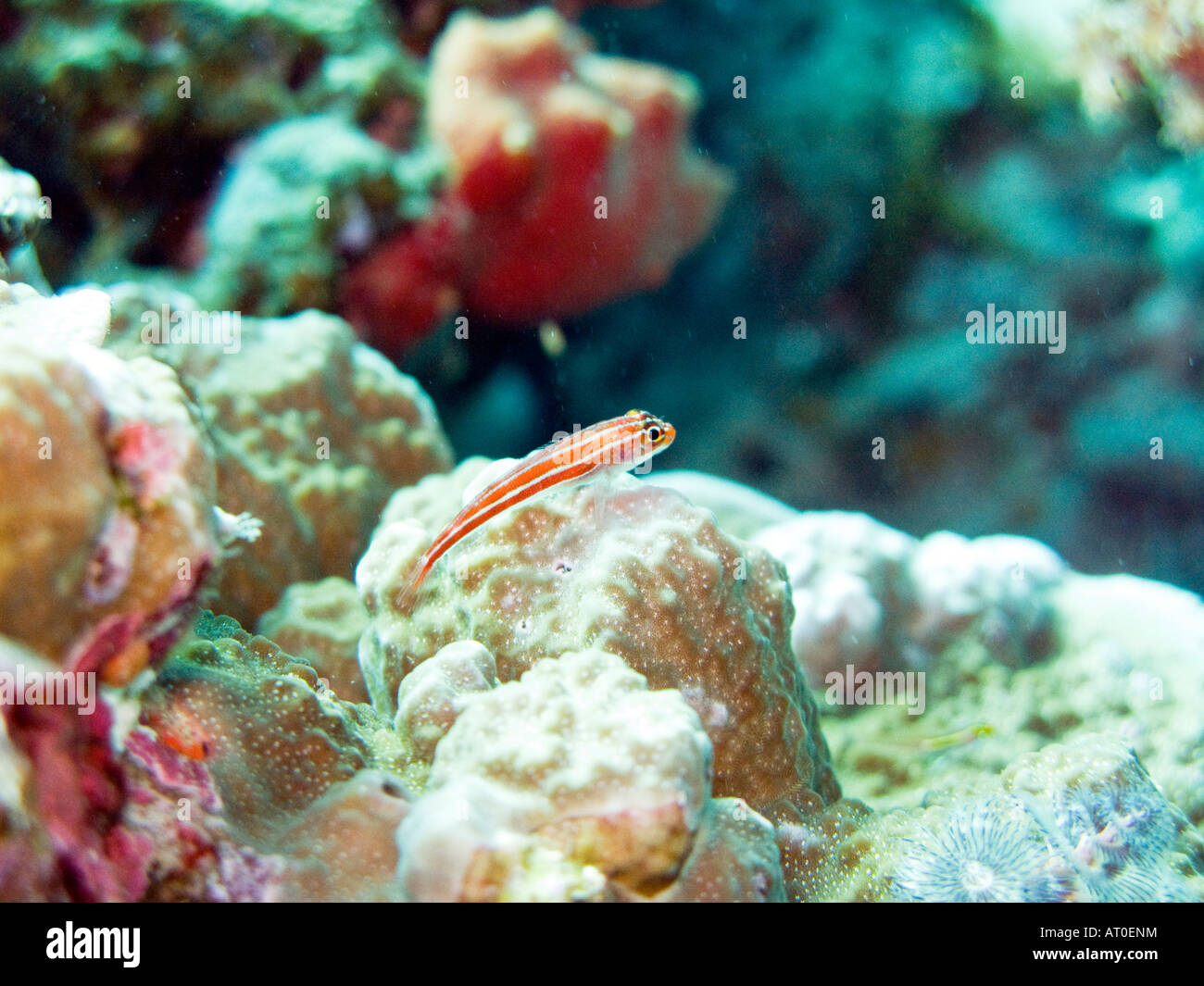 Reef underwater animal hi-res stock photography and images - Alamy