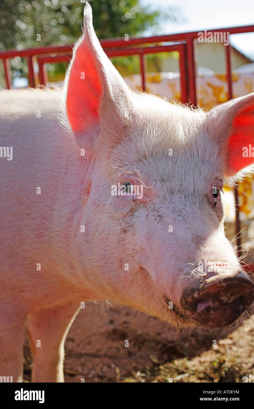 Pig pose hi-res stock photography and images - Alamy