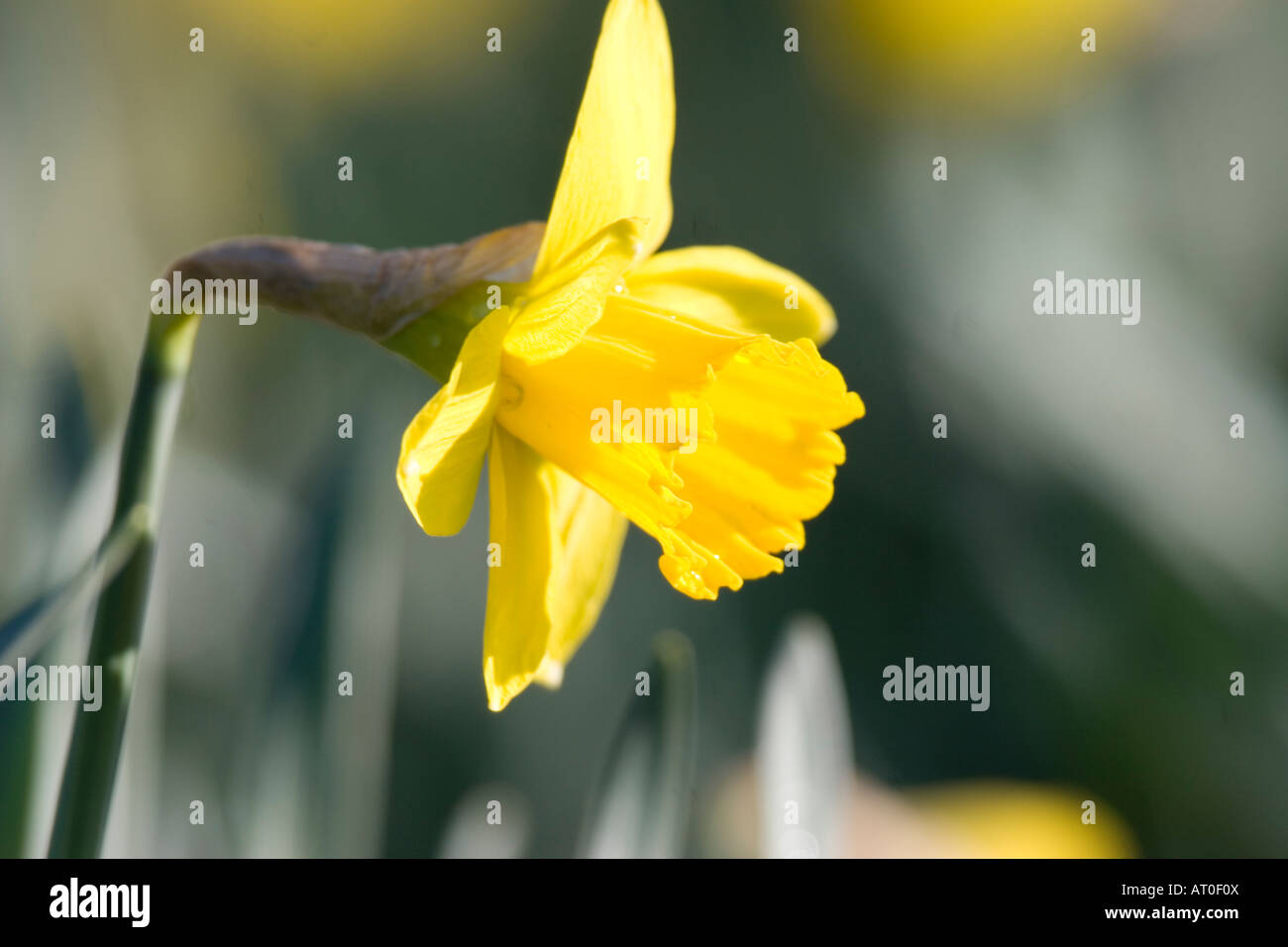 A single yellow daffodil isolated from a field of daffodils Stock Photo ...