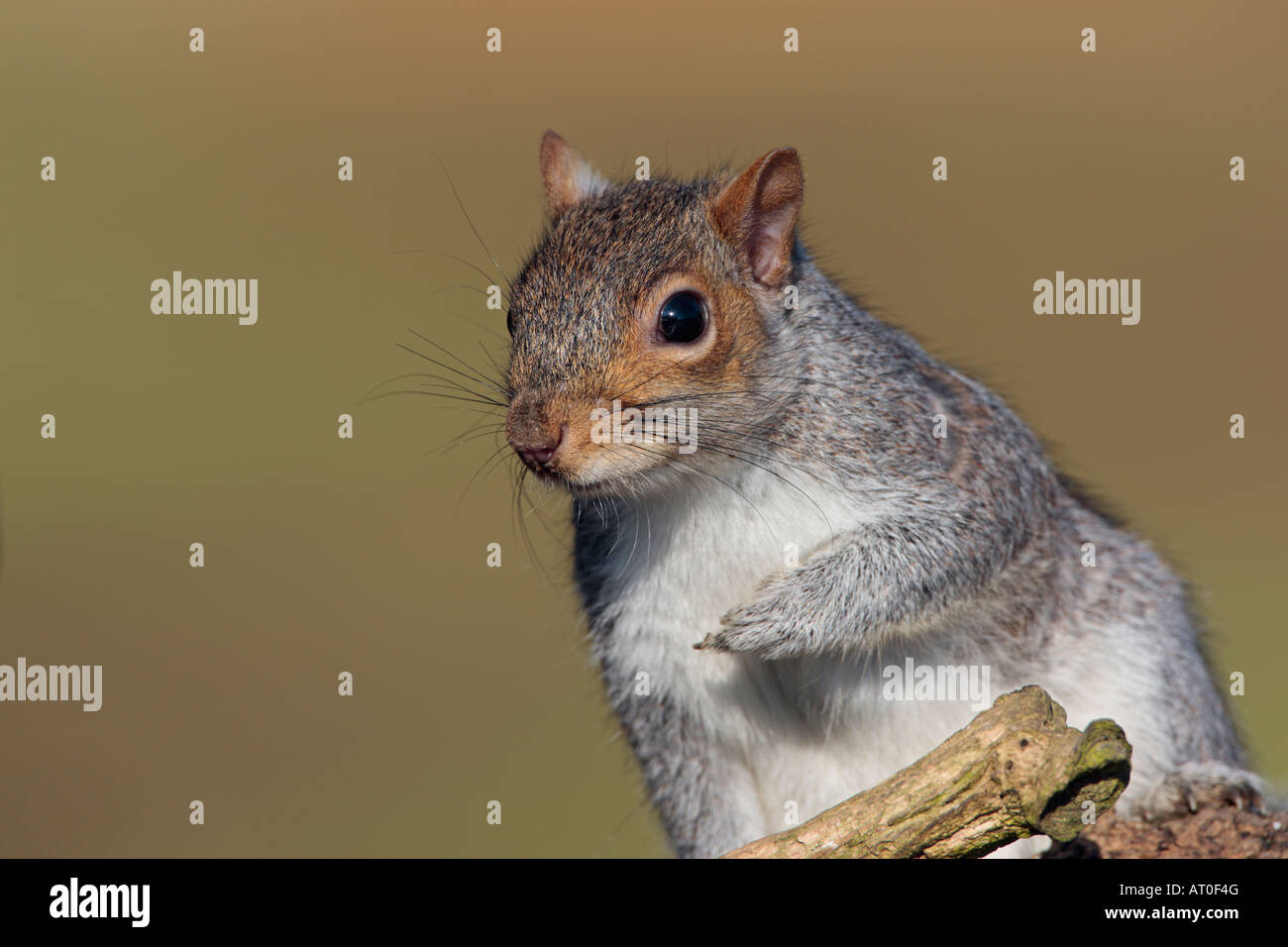 Close up of squirrel head hi-res stock photography and images - Alamy