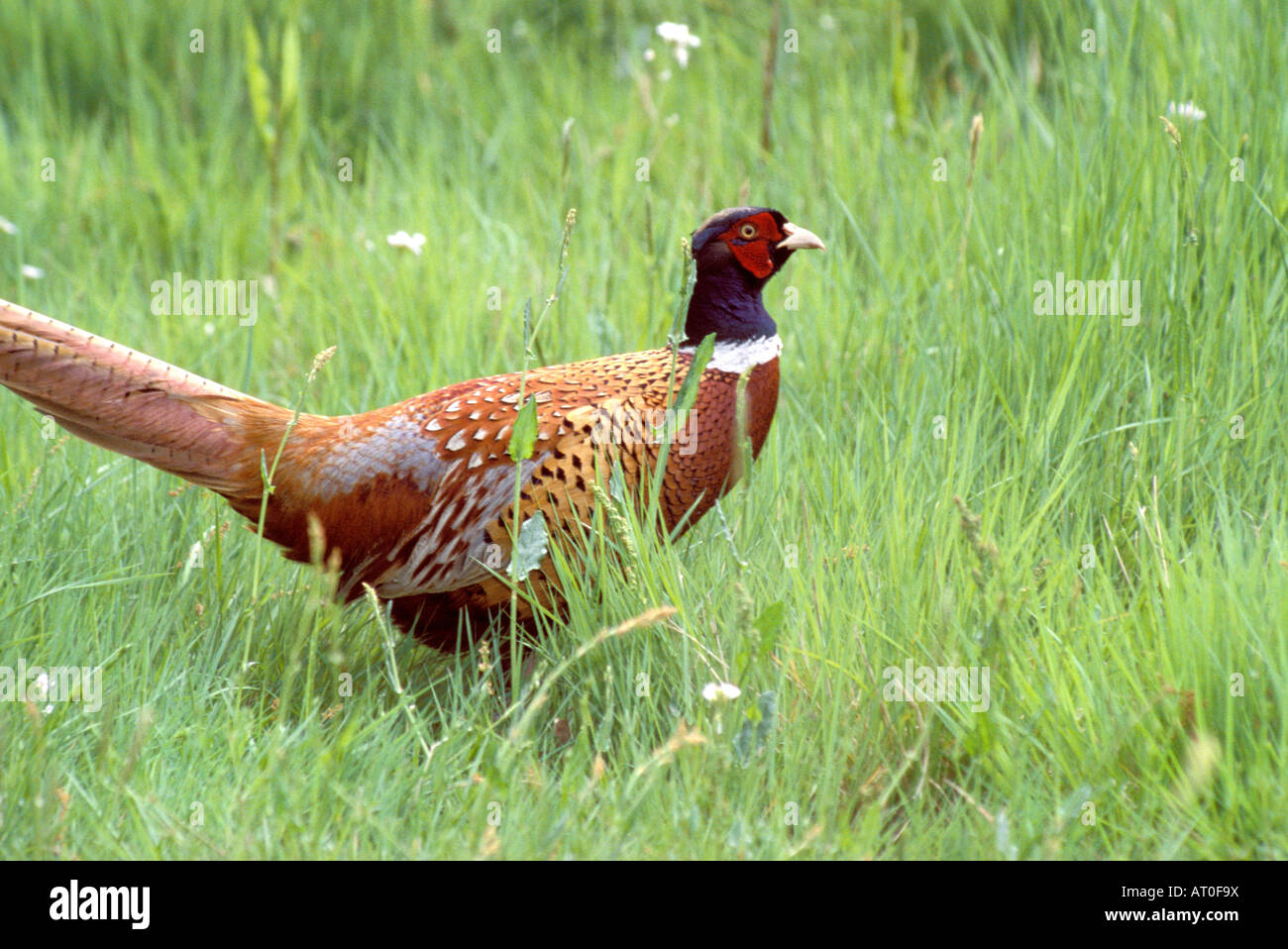 Wild english pheasant in the countryside, Staffordshire, England Stock ...