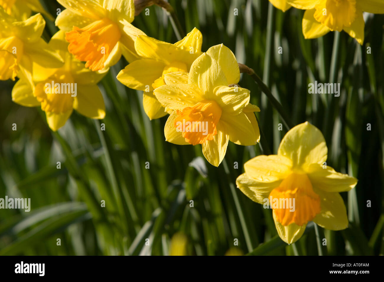 A row of daffodils stands proud in the sunlight Stock Photo - Alamy