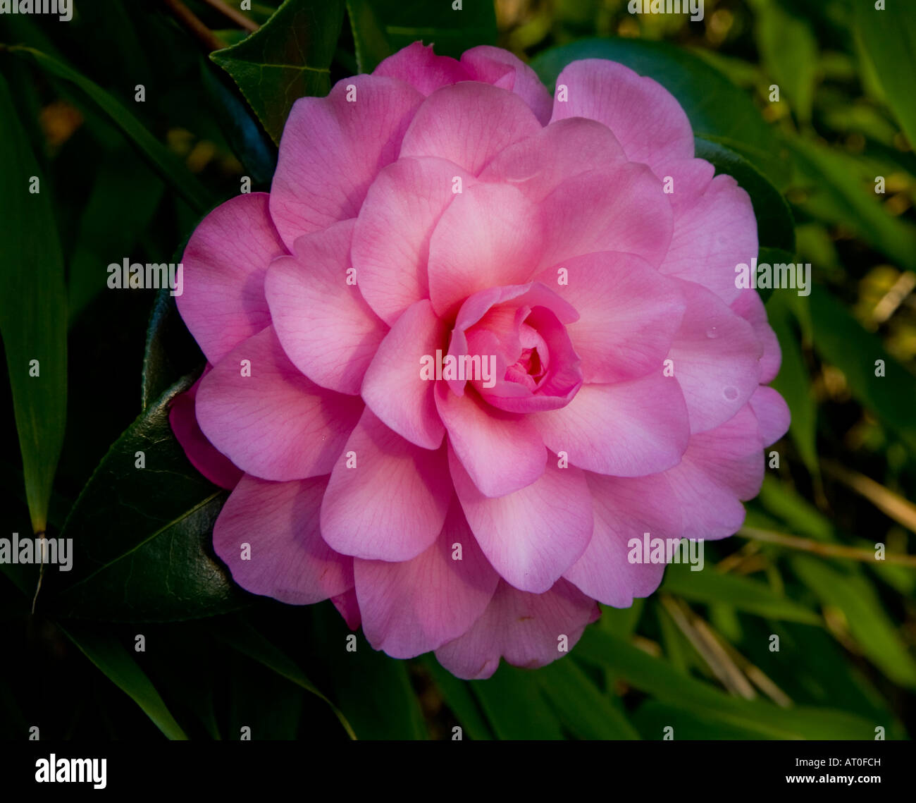 Close up photograph of the Pink flower of Camelia Williamsii Stock ...