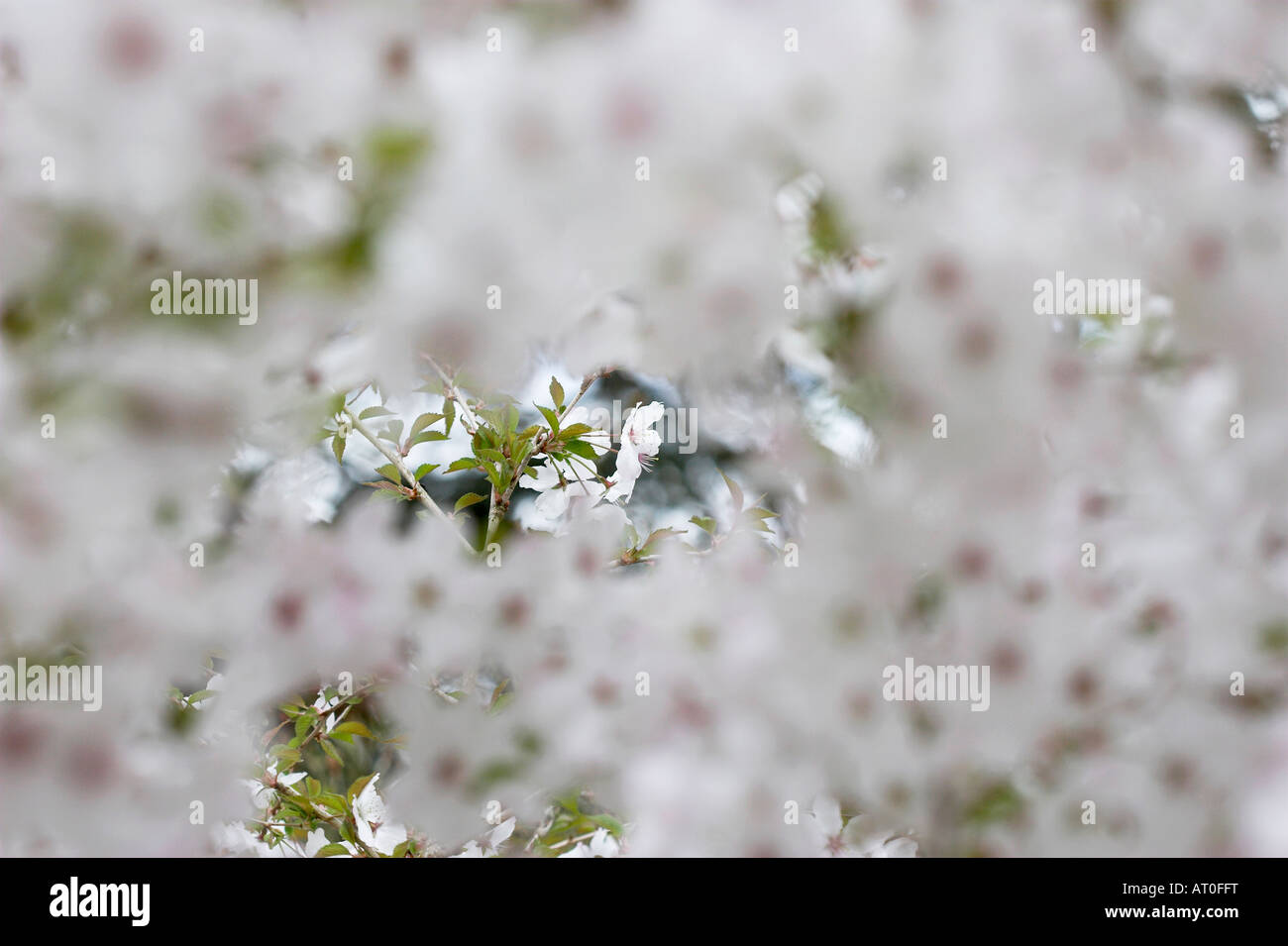 Prunus incisa the bride hi-res stock photography and images - Alamy