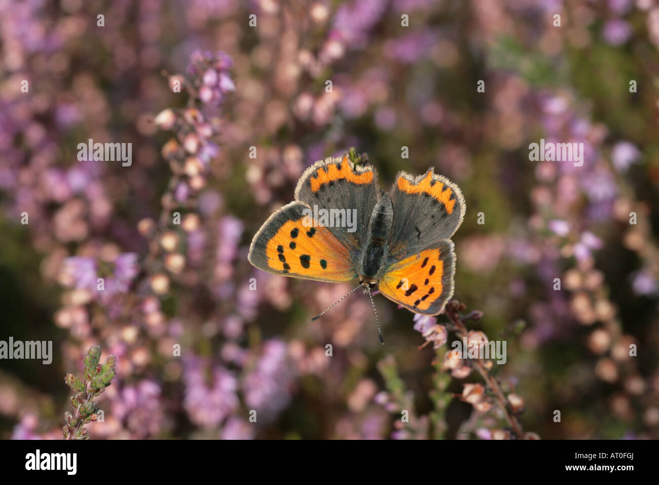 Small Copper butterfly Lycaena phlaeas on heather flowers Stock Photo ...