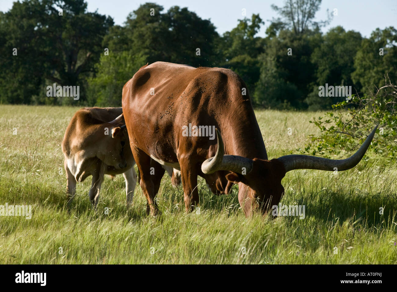 Longhorn cow and calf Stock Photo - Alamy