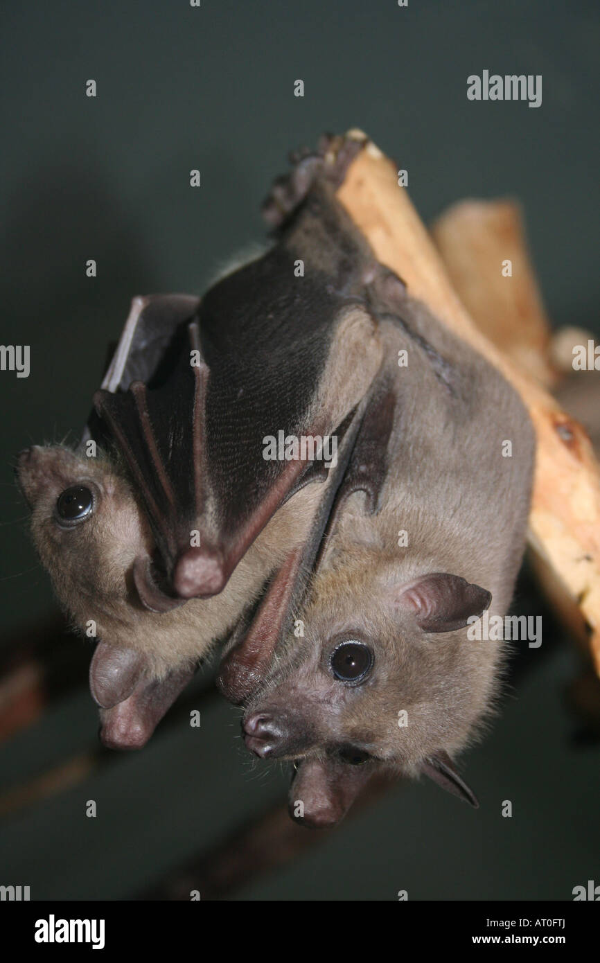 Two bat hanging on the branch. Microchiroptera Stock Photo - Alamy