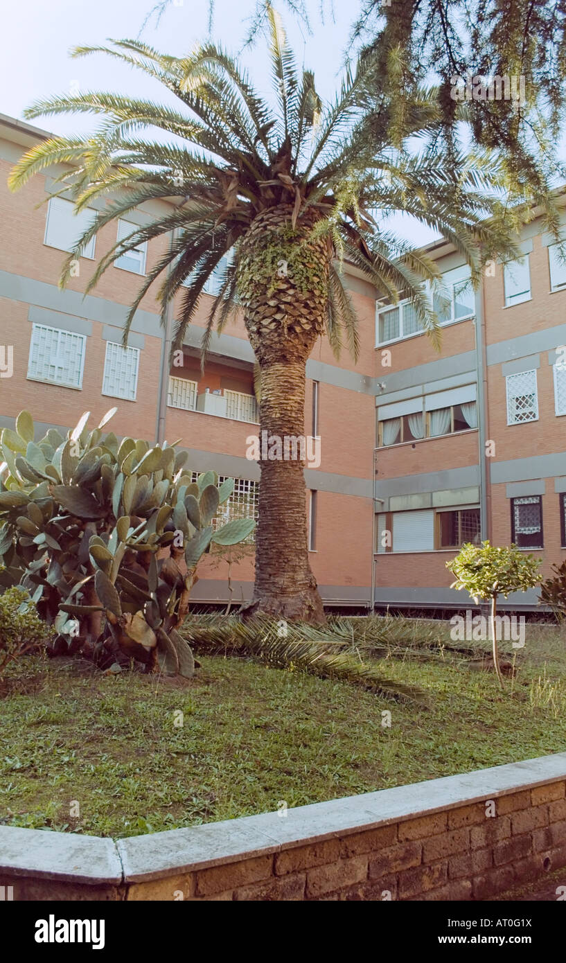 Canarian palm tree infected by red palm weevil Stock Photo - Alamy