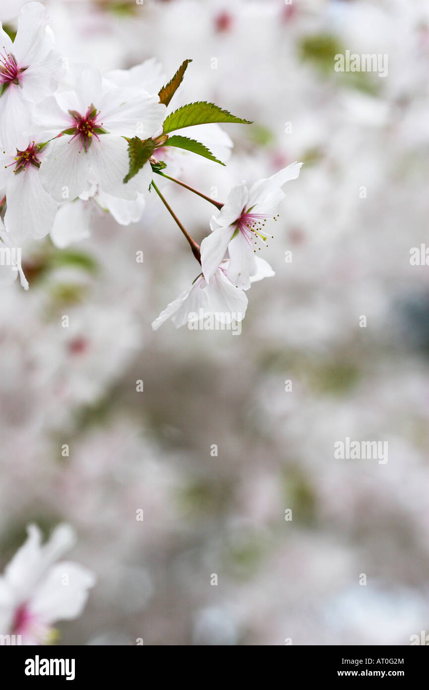 Prunus incisa the bride hi-res stock photography and images - Alamy