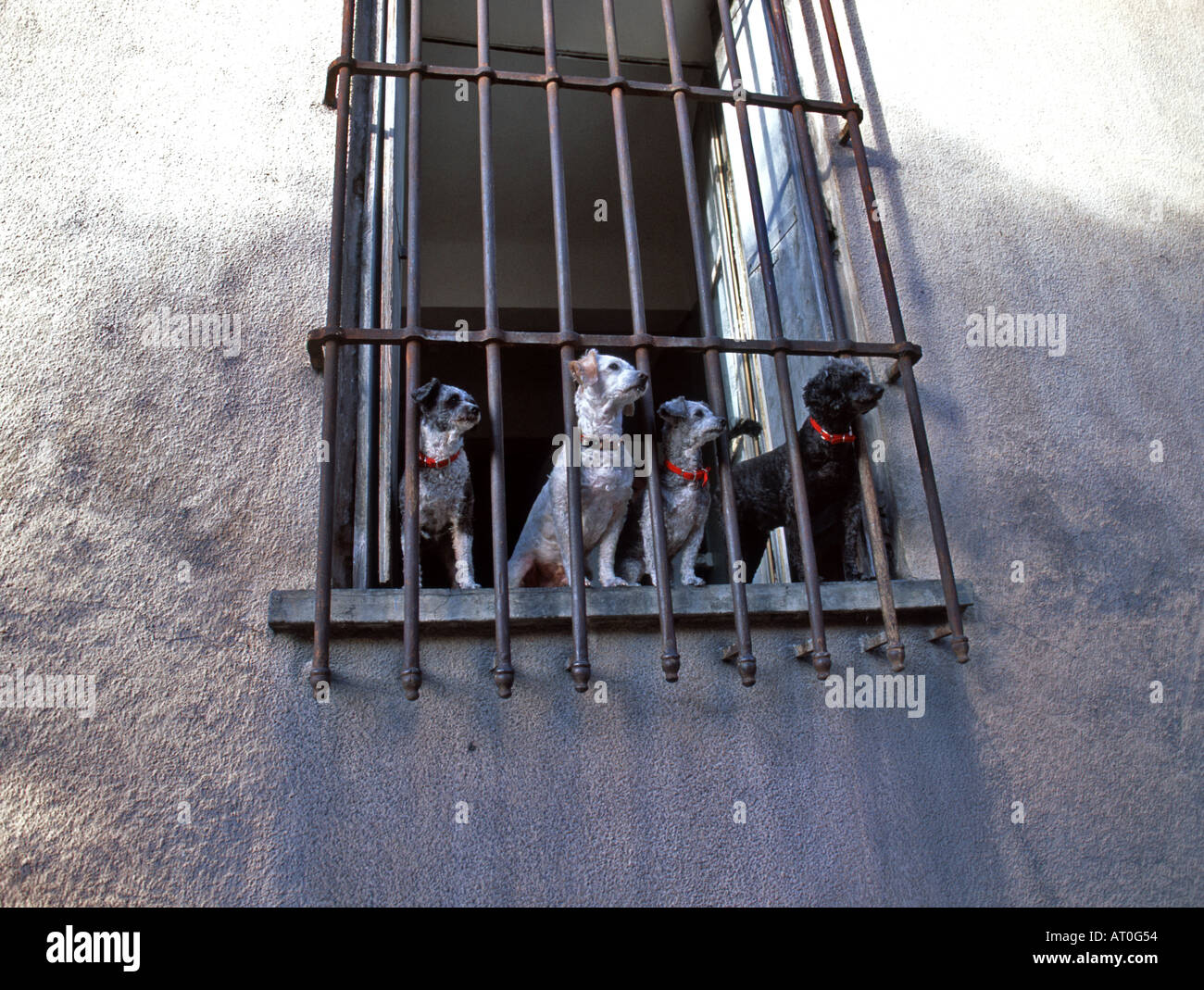 Four dogs behind bars Stock Photo - Alamy