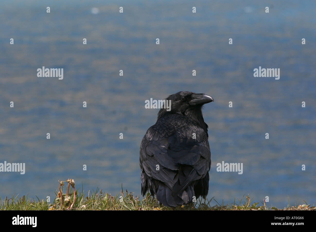 Raven Banff National Park Alberta Stock Photo - Alamy