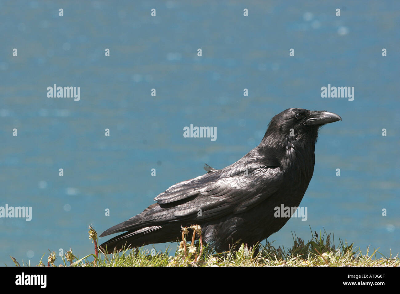 Raven Banff National Park Alberta Stock Photo - Alamy