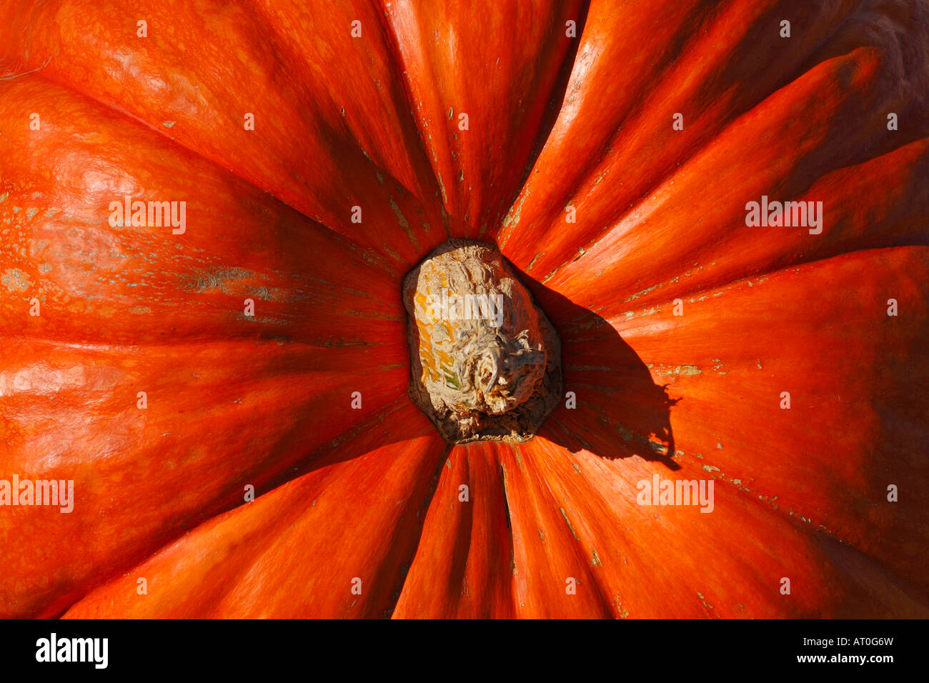 Giant pumpkin close up hi-res stock photography and images - Alamy