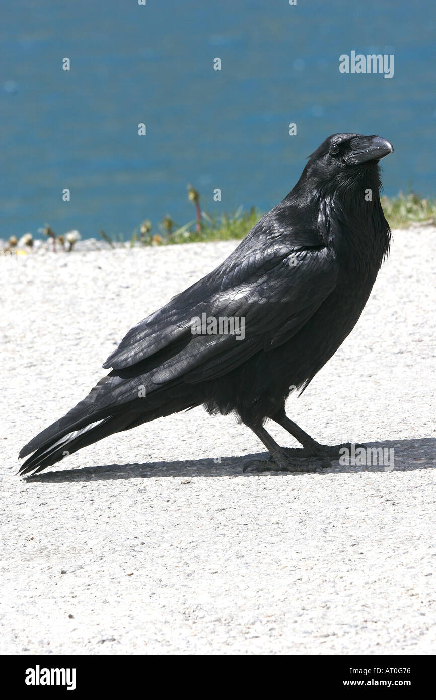 Raven Banff National Park Alberta Stock Photo - Alamy