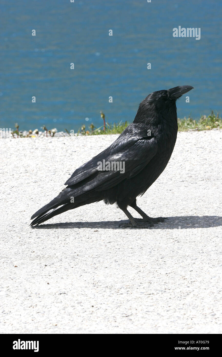 Raven Banff National Park Alberta Stock Photo - Alamy