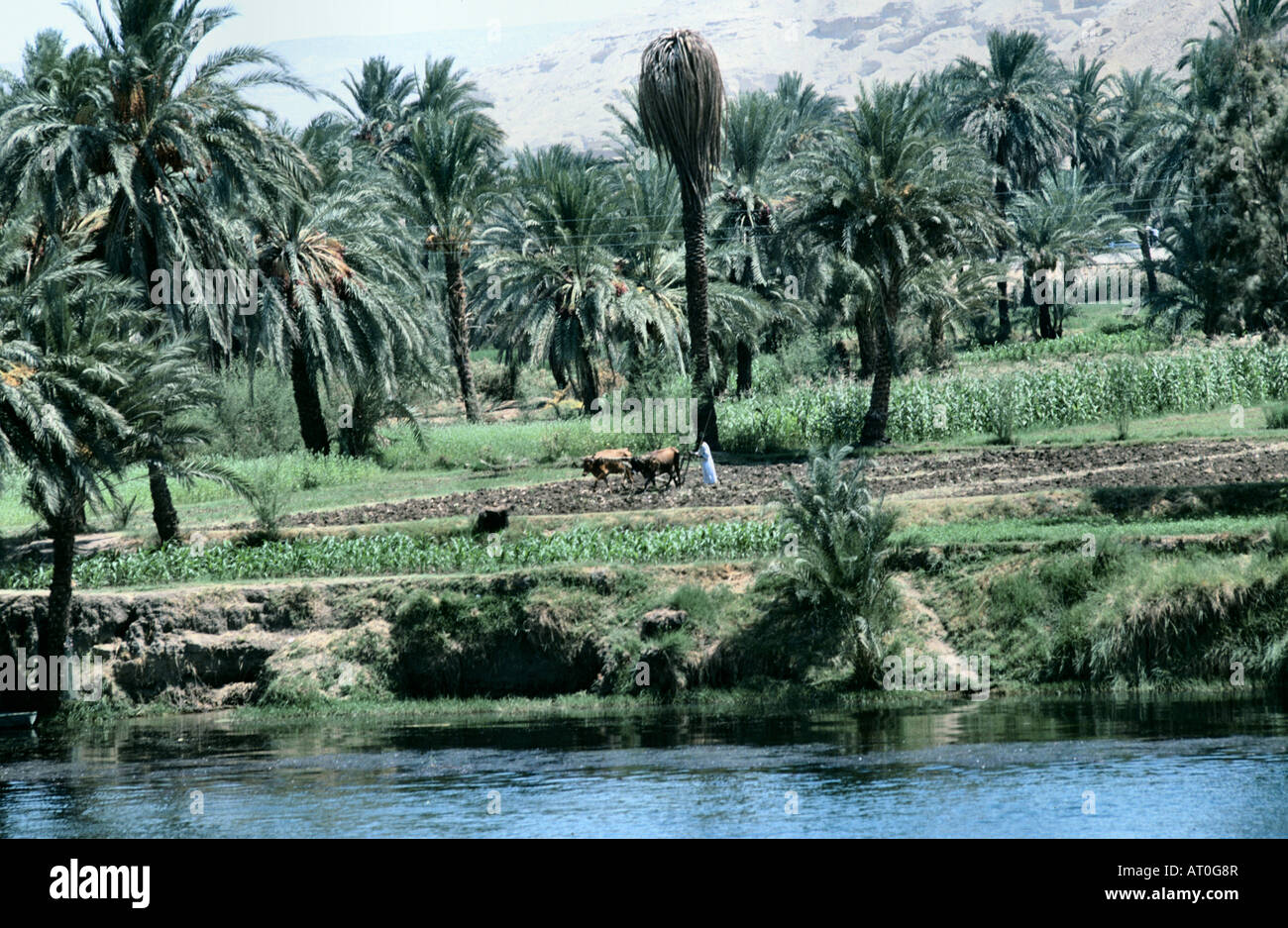 Egyptian corn hi-res stock photography and images - Alamy