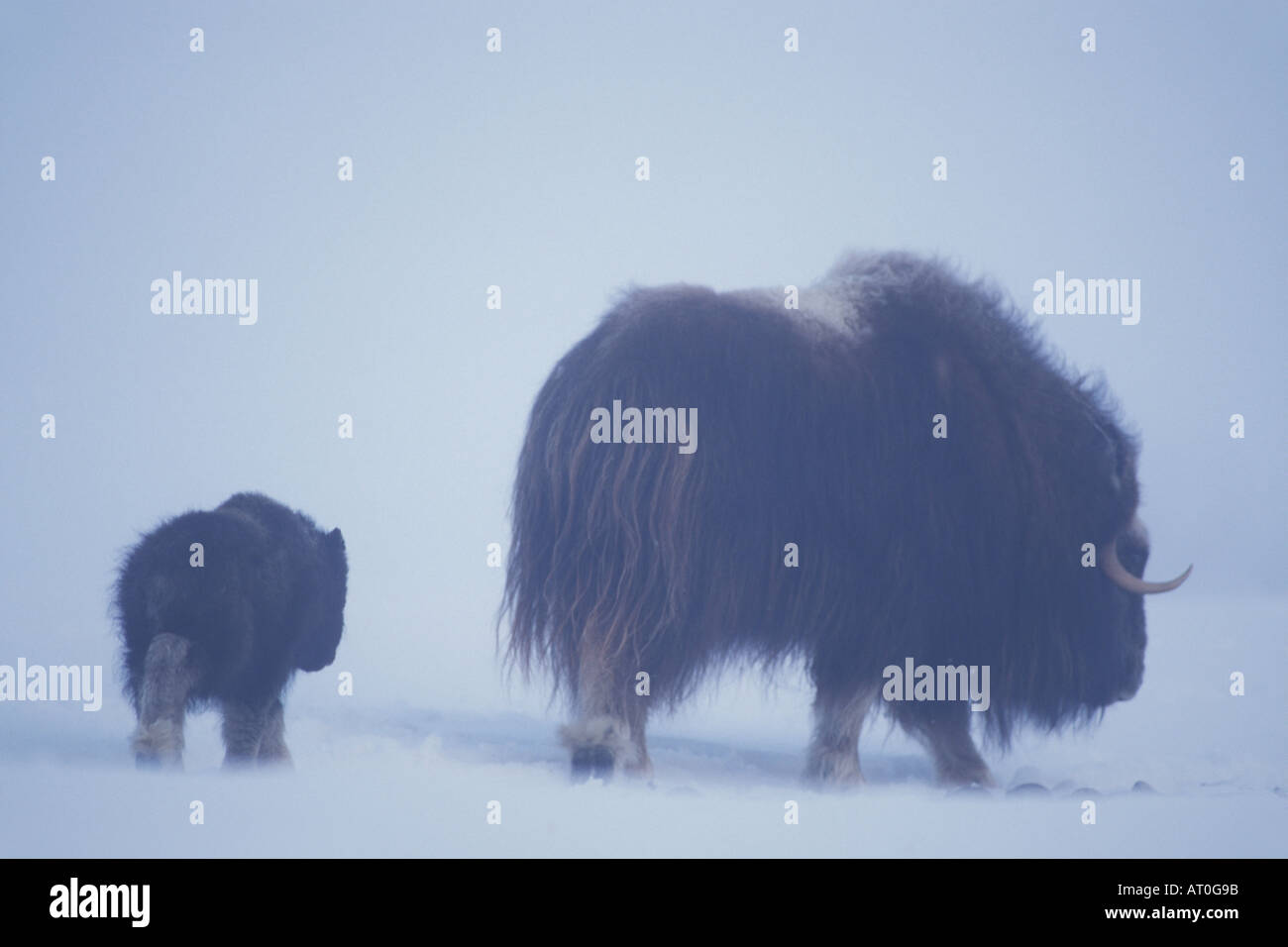 Muskox calf snow hi-res stock photography and images - Alamy