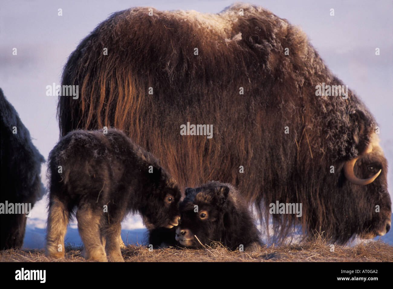 Alaska muskox ovibos moschatus cow hi-res stock photography and images ...