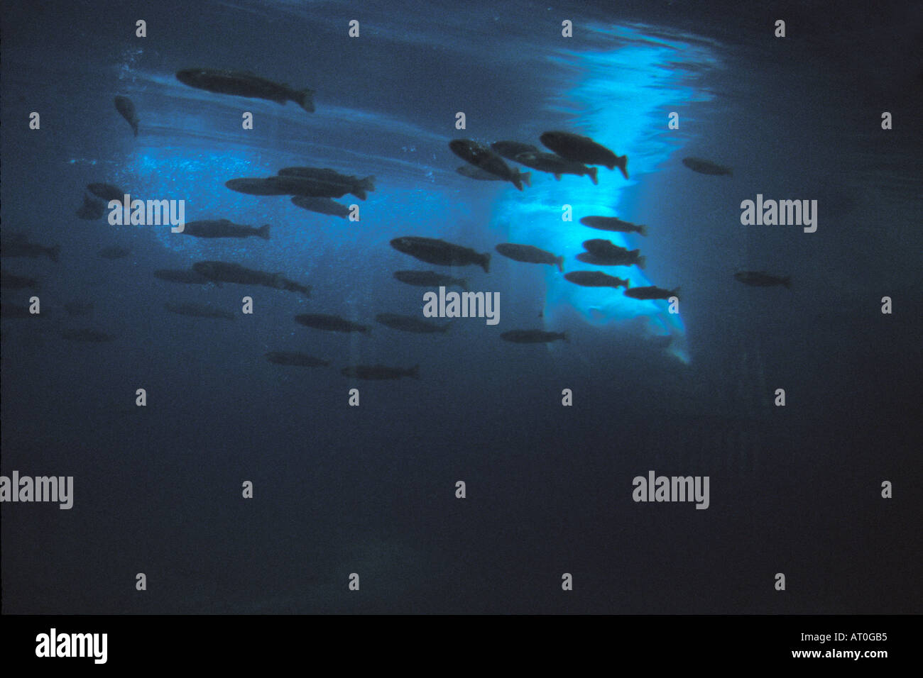 Polar bear underwater fish hi-res stock photography and images - Alamy