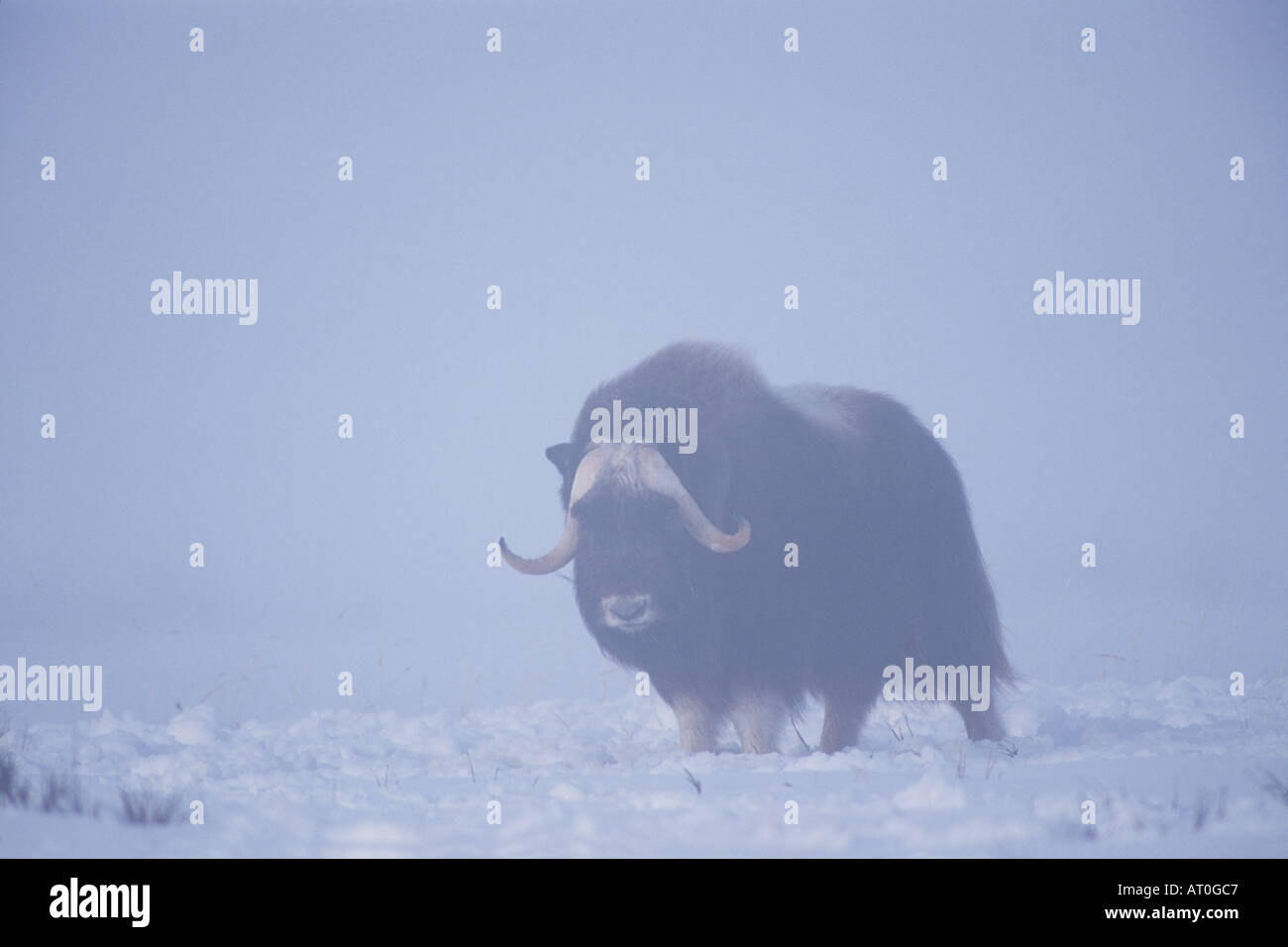 Musk ox in snow alaska wildlife hi-res stock photography and images - Alamy