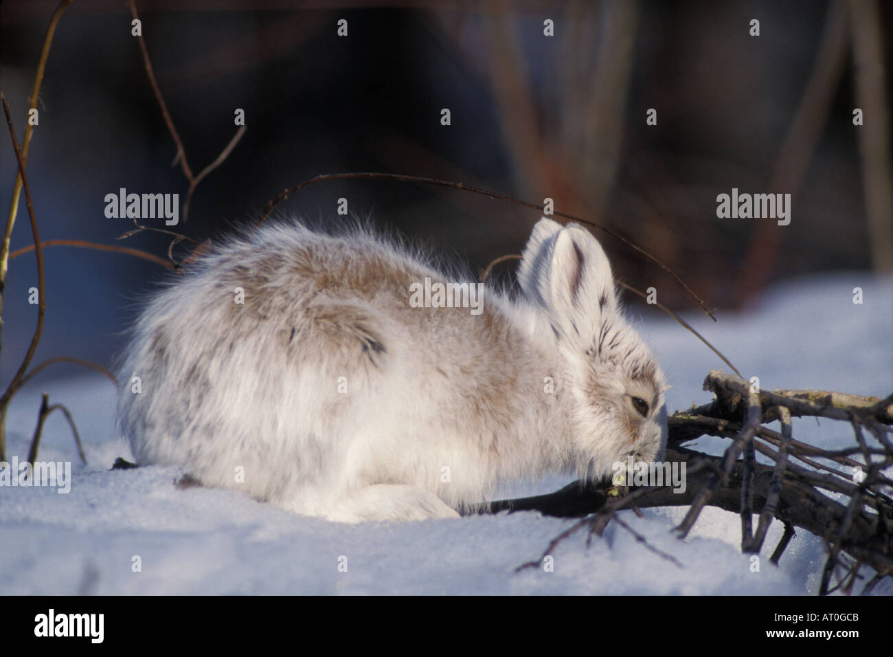 snowshoe hare Lepus americanus changing colors in spring southside of ...