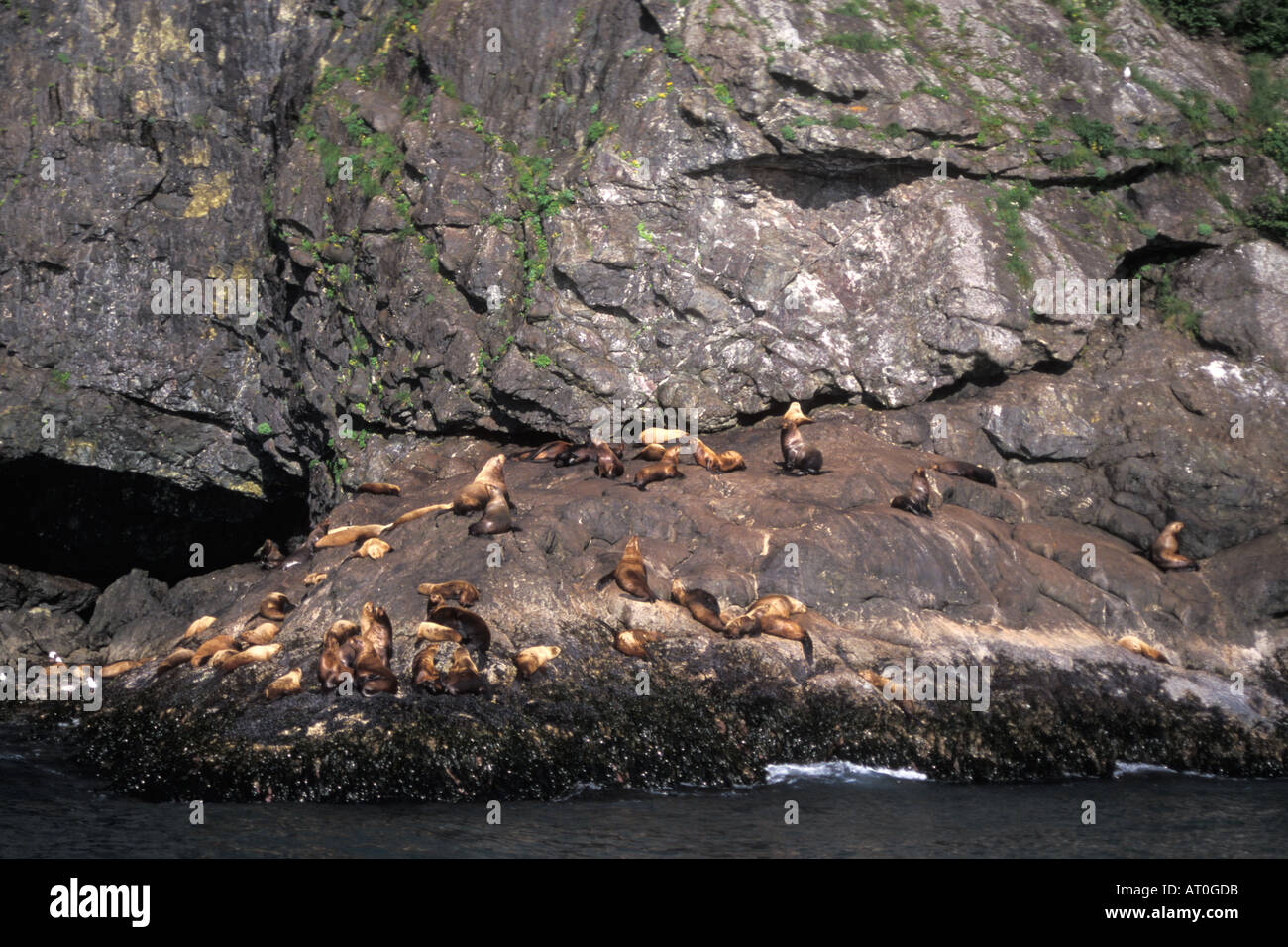 Endangered steller sea lions Eumetopias jubatus hauled out on rocks in ...