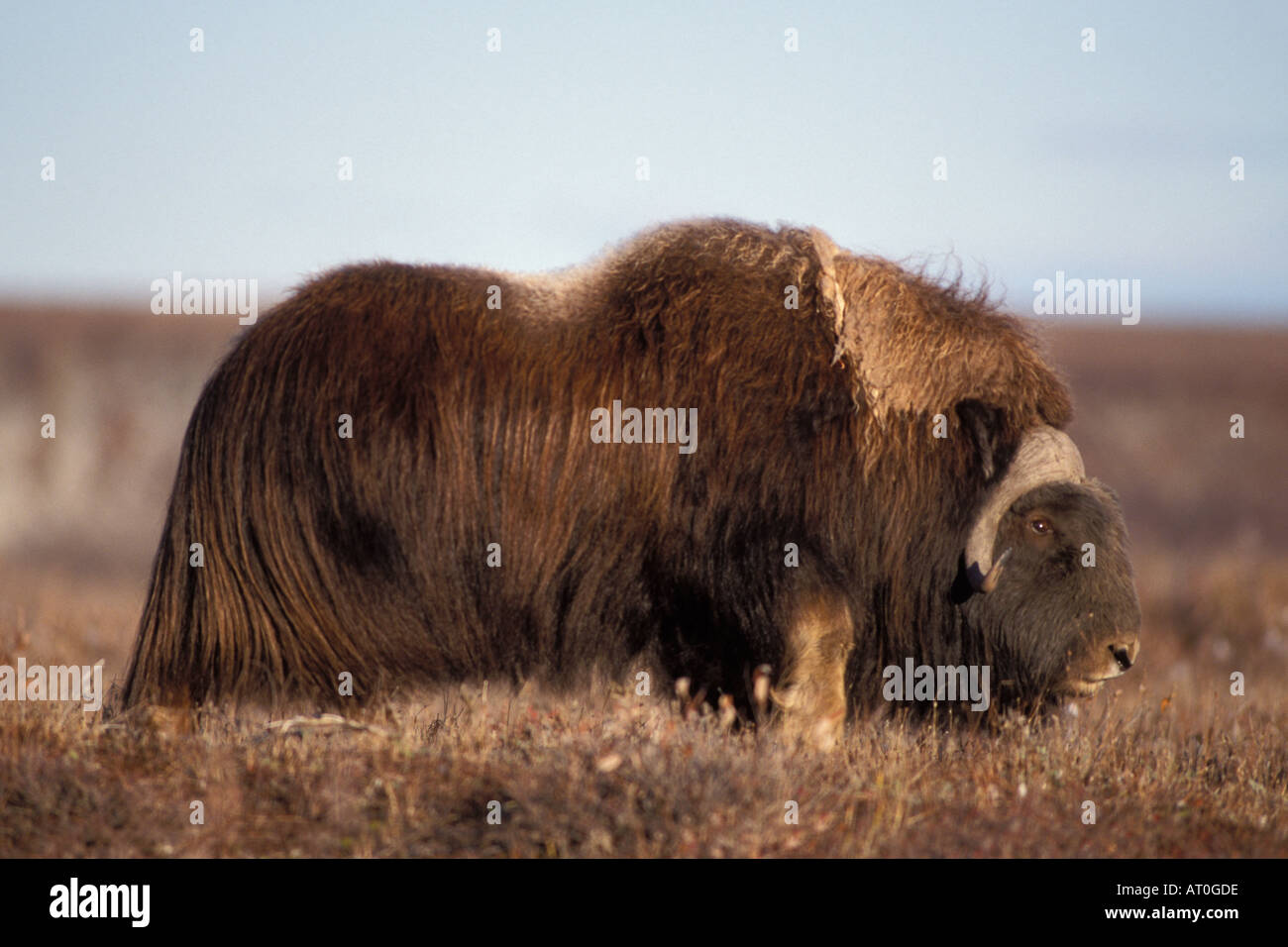 muskox Ovibos moschatus bull during rut in fall tundra coastal plain of ...