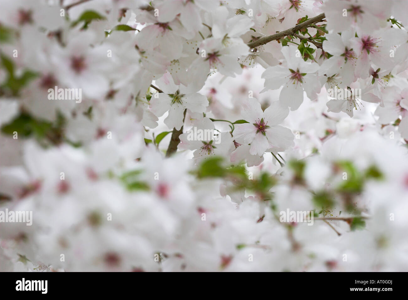 Prunus incisa the bride hi-res stock photography and images - Alamy